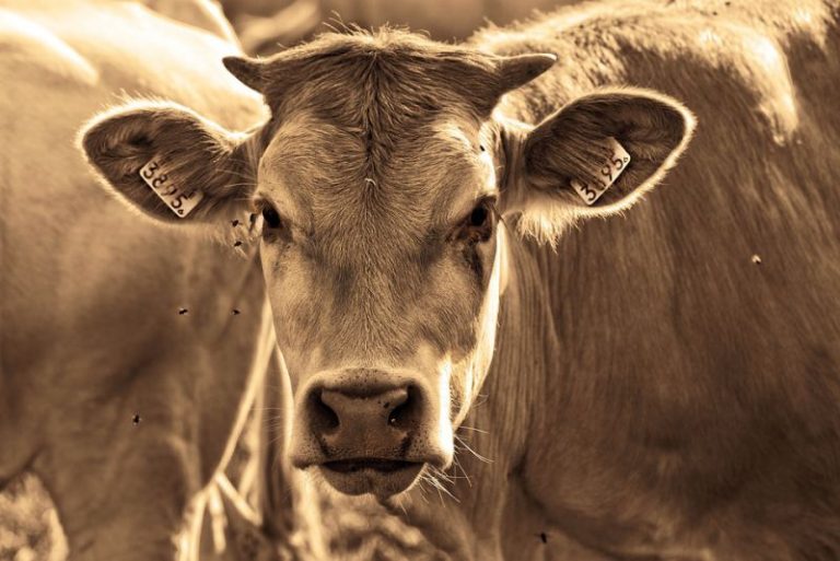 Top 10 interesting facts about cow - Depth World