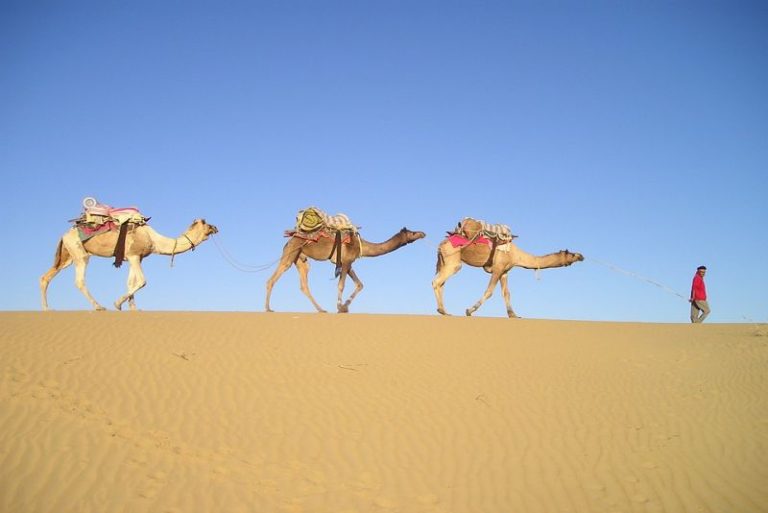 Top 10 interesting facts about Camel - Depth World
