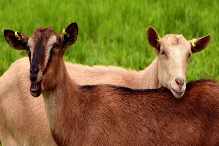 Top 10 interesting facts about goat - Depth World