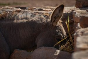 Top 10 interesting facts about donkey - Depth World