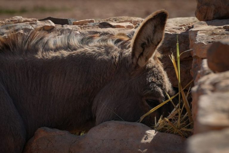 Top 10 interesting facts about donkey - Depth World