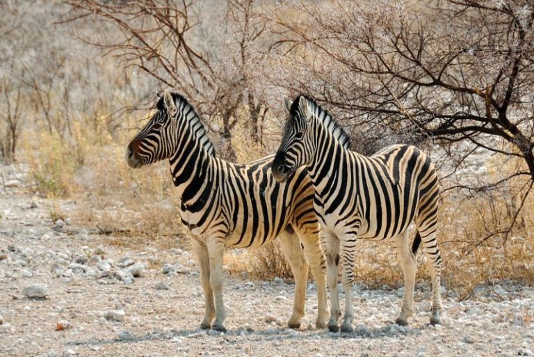 Top 10 interesting facts about zebra - Depth World