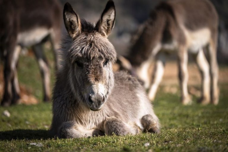 Top 10 interesting facts about donkey - Depth World