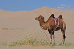 Top 10 interesting facts about Camel - Depth World