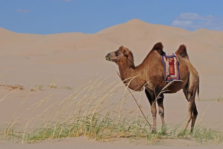 Top 10 interesting facts about Camel - Depth World