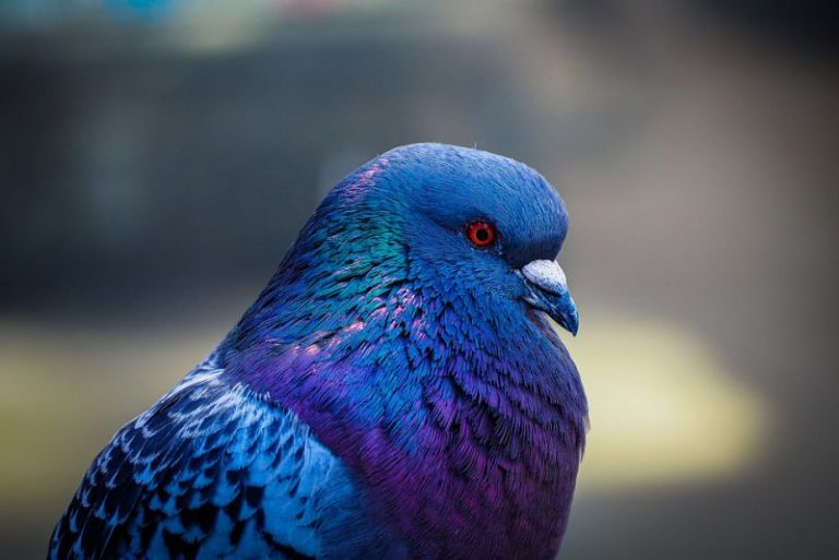Top 10 interesting facts about pigeons - Depth World