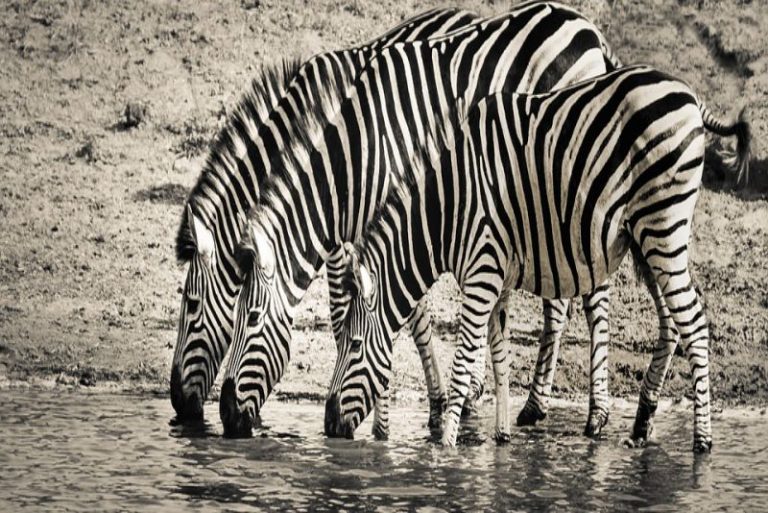 Top 10 interesting facts about zebra - Depth World