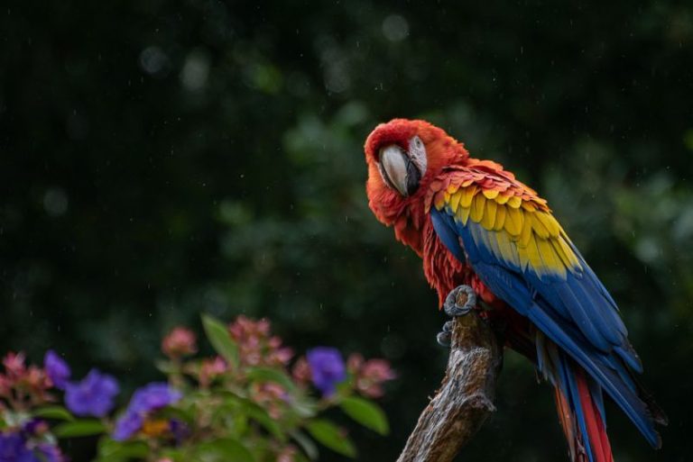 Top 10 interesting facts about parrots - Depth World