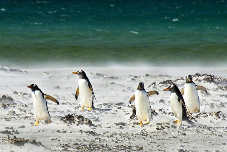 Top 10 interesting facts about the Penguins - Depth World