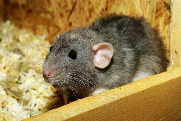 Top 10 interesting facts about Rat - Depth World