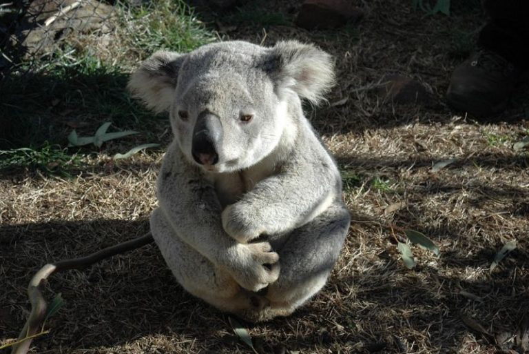 Top 10 interesting facts about Koala - Depth World