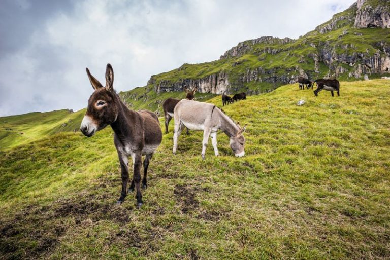 Top 10 interesting facts about donkey - Depth World