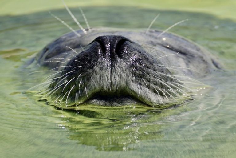 Top 10 interesting facts about seal - Depth World