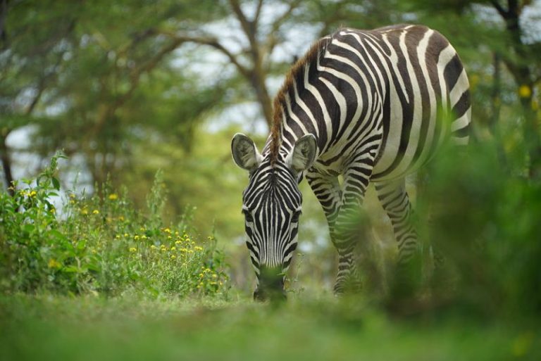 Top 10 interesting facts about zebra - Depth World
