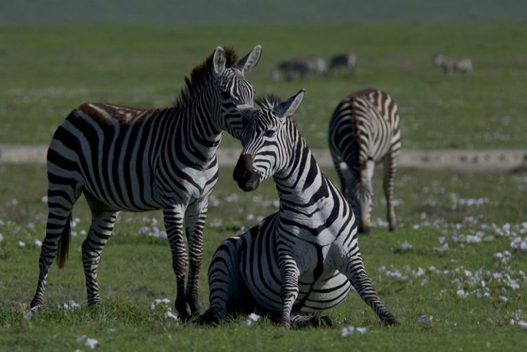Top 10 interesting facts about zebra - Depth World