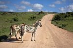 Top 10 interesting facts about zebra - Depth World