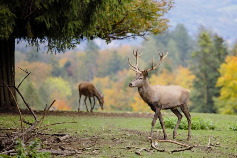 Top 10 interesting and fun facts about deer - Depth World