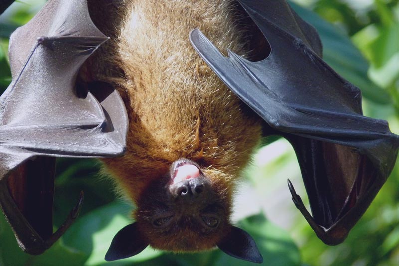 Top 10 interesting facts about bat - Depth World