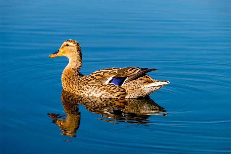 Top 10 interesting facts about duck - Depth World