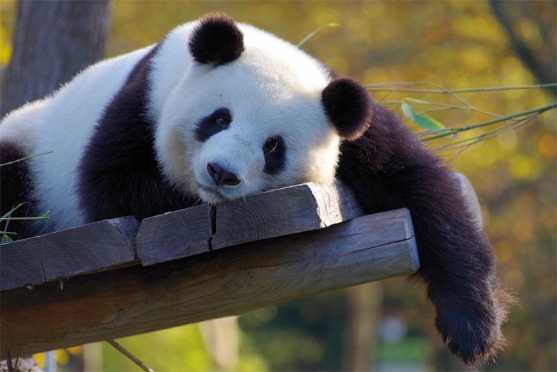Top 10 interesting facts about Panda - Depth World