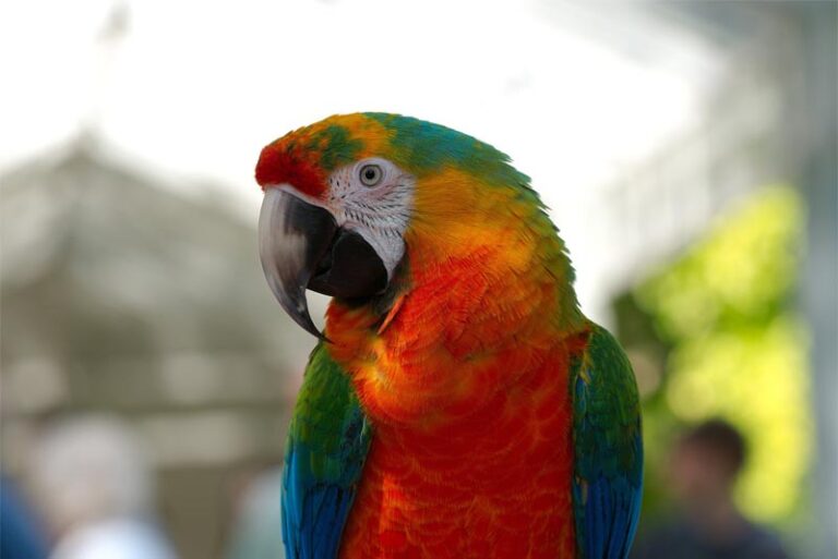 Top 10 interesting facts about parrots - Depth World