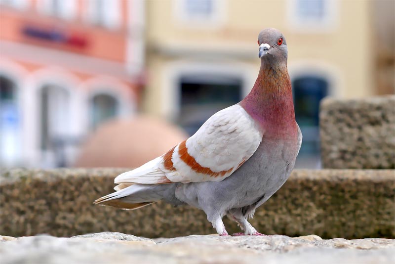 Top 10 interesting facts about pigeons - Depth World