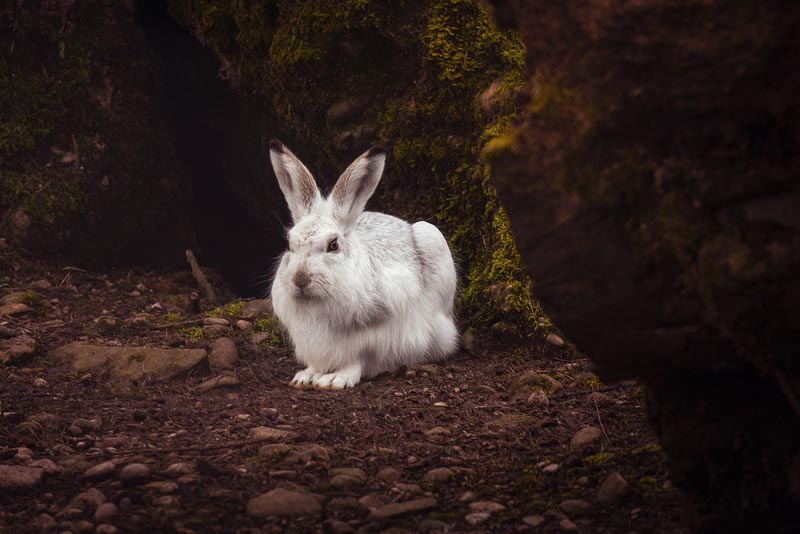 Top 20 interesting facts about Rabbit - Depth World