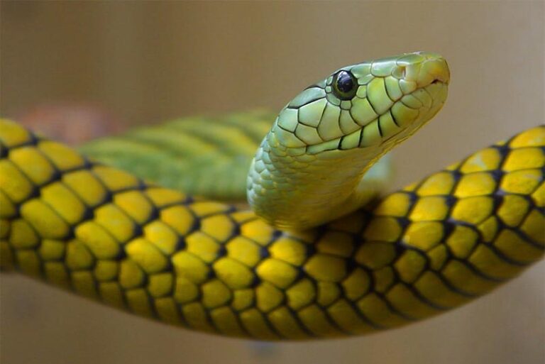 Top 10 interesting facts about snake - Depth World