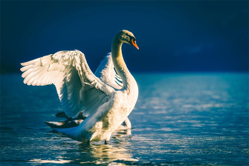 Top 10 interesting facts about Swan - Depth World