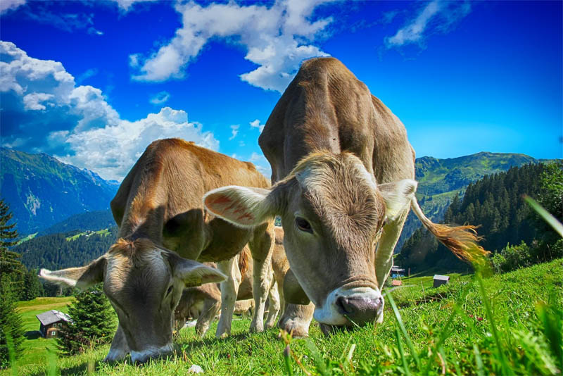 Top 10 interesting facts about cow - Depth World