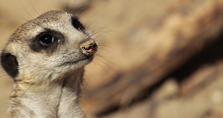 Top 10 interesting facts about Meerkats - Depth World