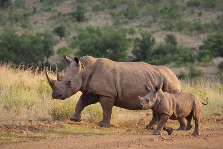 Top 10 interesting facts about Rhinoceros - Depth World