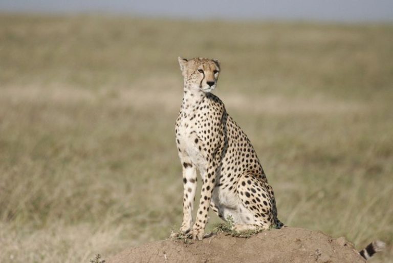 Top 10 interesting facts about cheetah - Depth World