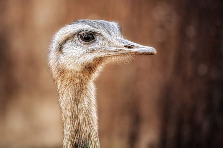 Top 10 interesting facts about Ostrich - Depth World