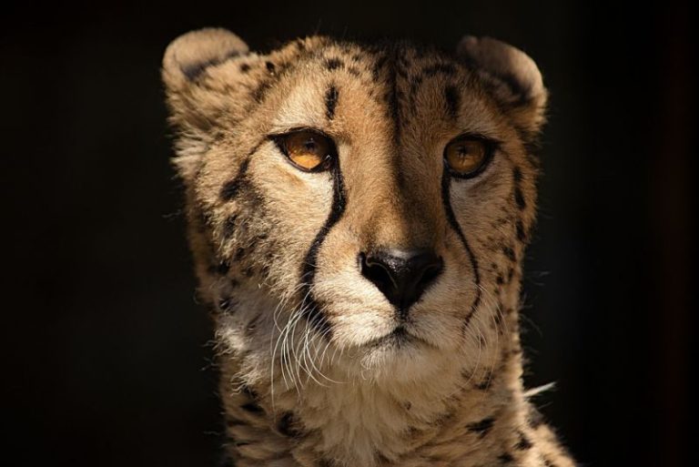 Top 10 interesting facts about cheetah - Depth World