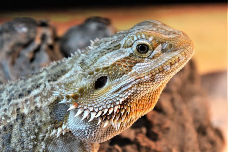 Top 10 interesting facts about lizards - Depth World