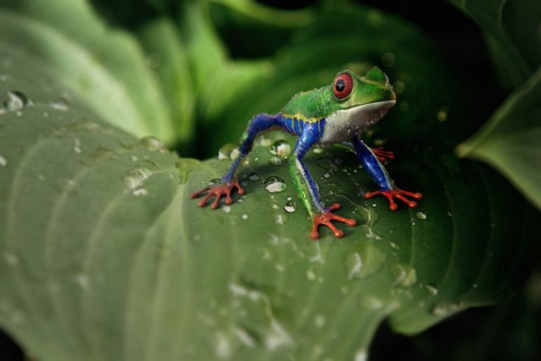 Top 10 interesting facts about frogs - Depth World