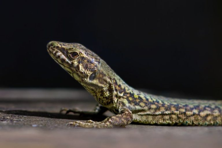 Top 10 interesting facts about lizards - Depth World