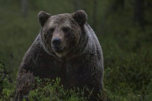 Top 10 interesting facts about bear - Depth World