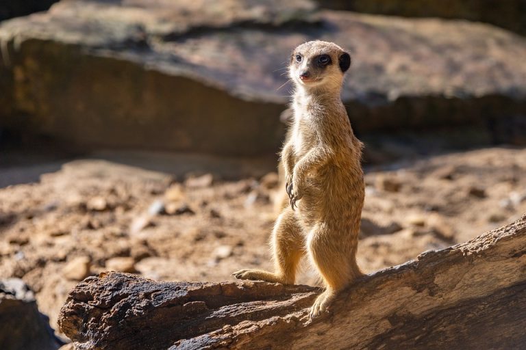 Top 10 interesting facts about Meerkats - Depth World