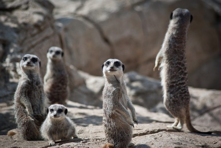 Top 10 interesting facts about Meerkats - Depth World