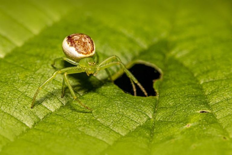 Top 10 interesting facts about spiders - Depth World