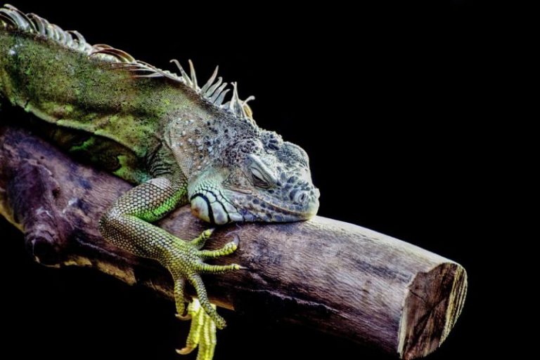 Top 10 interesting facts about lizards - Depth World