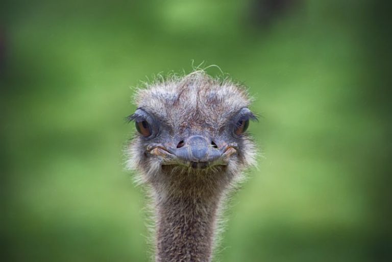Top 10 interesting facts about Ostrich - Depth World