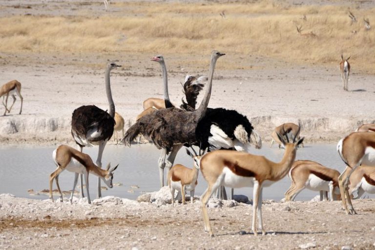 Top 10 interesting facts about Ostrich - Depth World