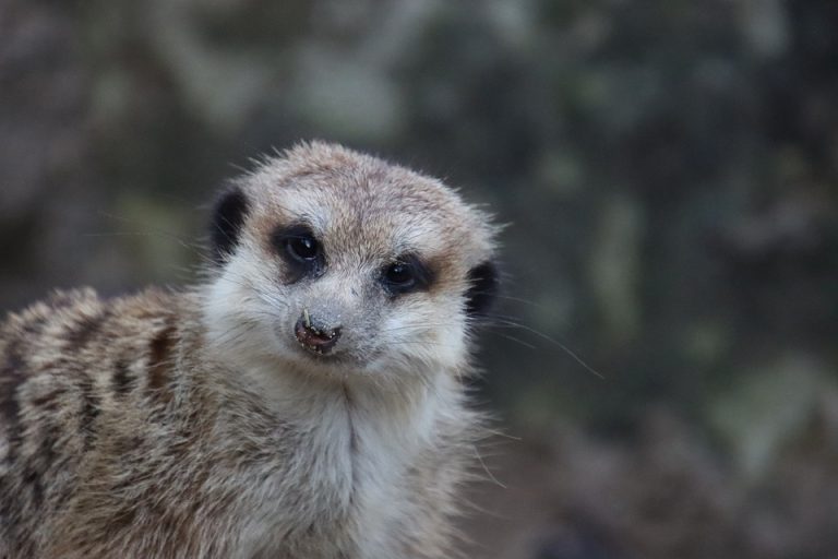 Top 10 interesting facts about Meerkats - Depth World