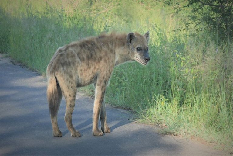 Top 10 interesting facts about Hyena - Depth World