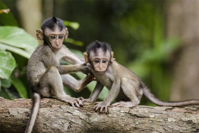 10 interesting facts about monkeys you never knew - Depth World