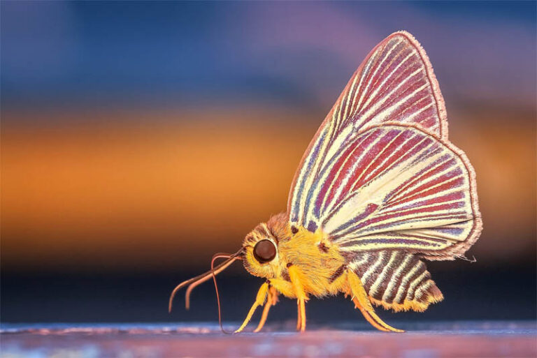 top-10-interesting-facts-about-butterflies-depth-world