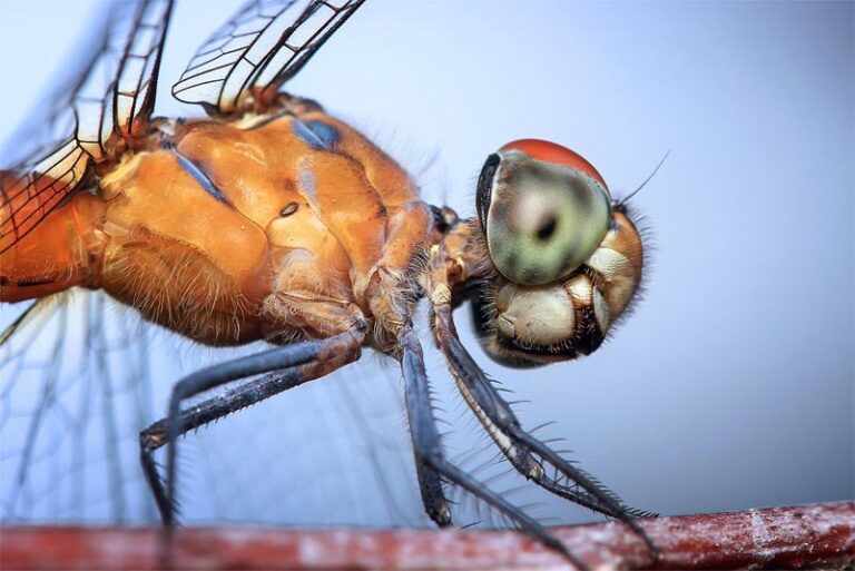 Top 10 interesting facts about dragonflies - Depth World Top 10 interesting facts about dragonflies - Depth World